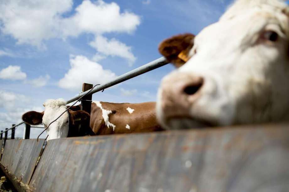 Caso pirámide ganadera: Felipe Rocha fue enviado a prisión por presunta ...