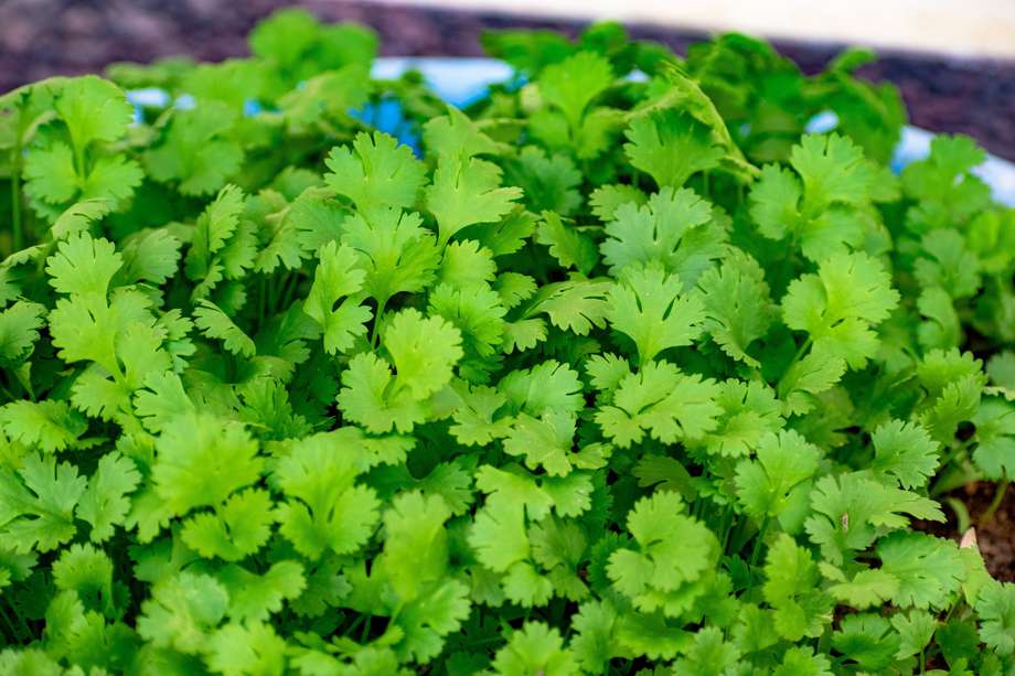 ¿Cómo sembrar cilantro en casa? Consejos para crear su propio cultivo ...