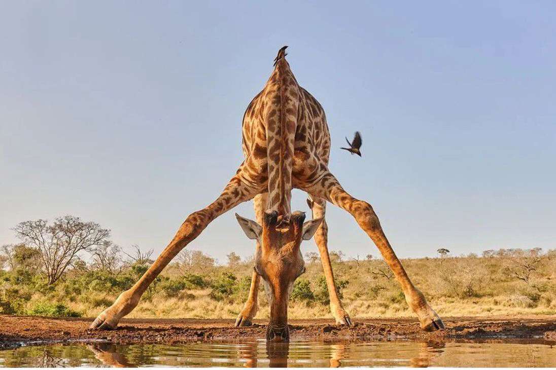 Las increíbles imágenes ganadoras del concurso de The Nature Conservancy | EL ESPECTADOR