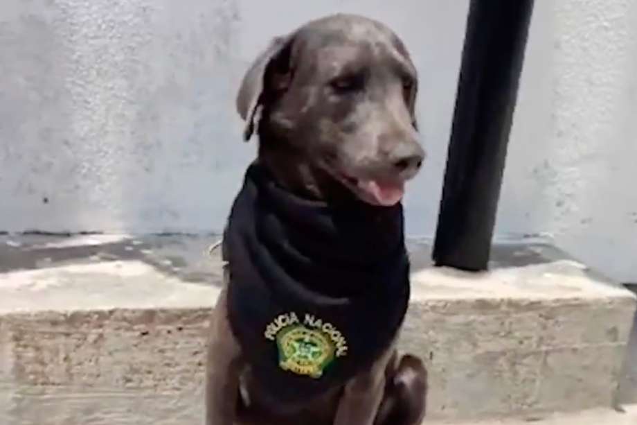 Pasó de estar en las calles a ser un perro policía: esta es la historia ...