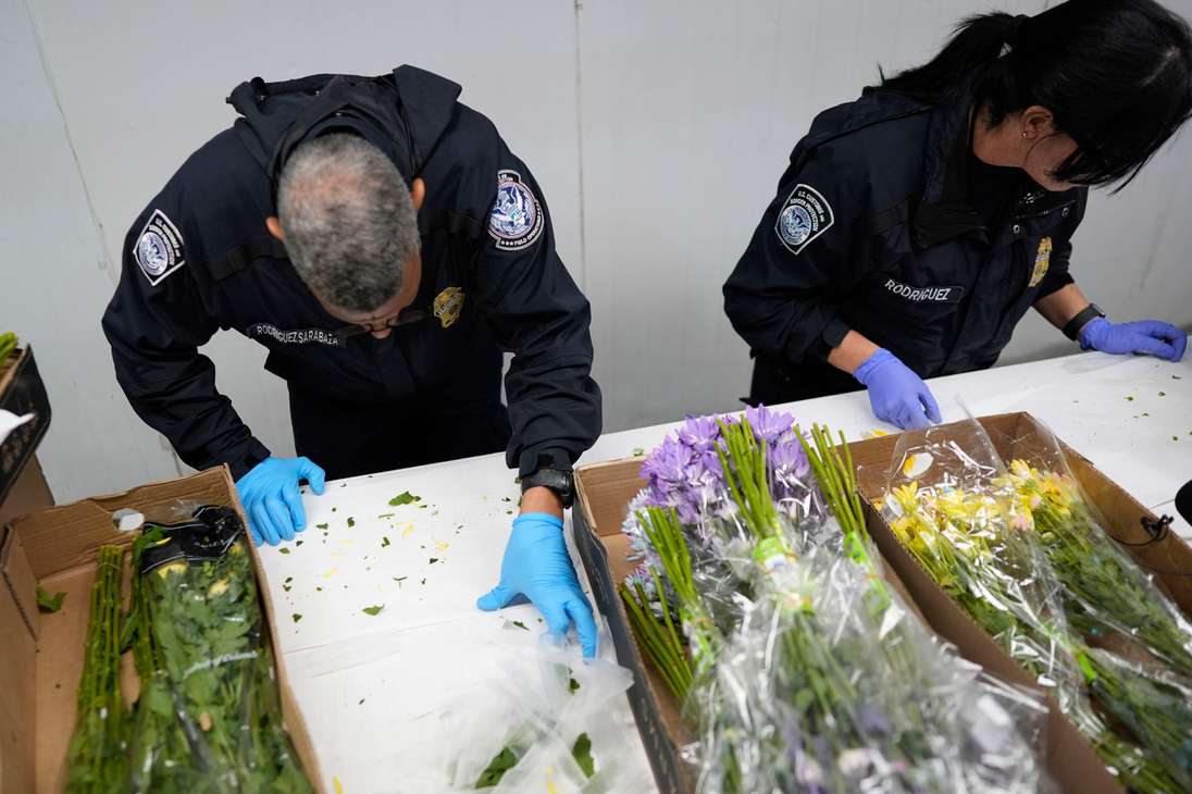 Así termina el control de las flores que se envían de Colombia a EE. UU ...