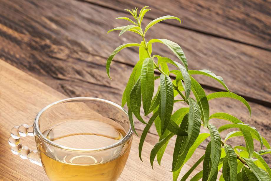 Cidrón: características, propiedades y cuidados de esta planta ...