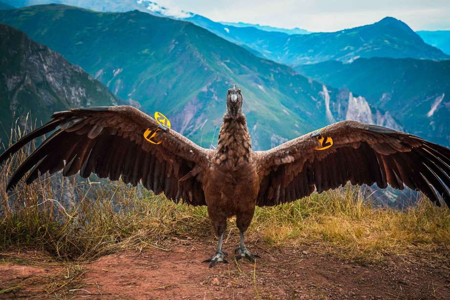 Cóndor fue liberado en los Andes tras haber sido encontrado intoxicado ...