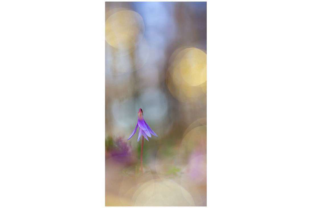 Close-up Photographer of the Year 2020, un concurso de Cupoty y ...