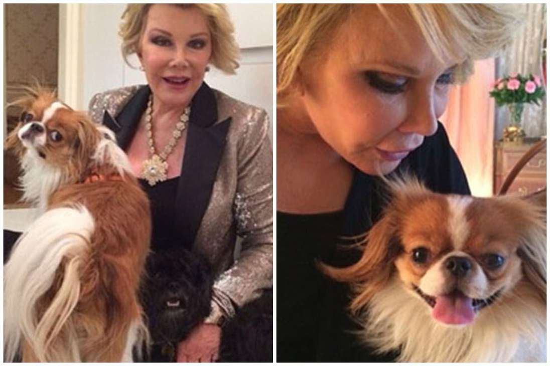 El mono que heredó millonaria fortuna en la India | EL ESPECTADOR