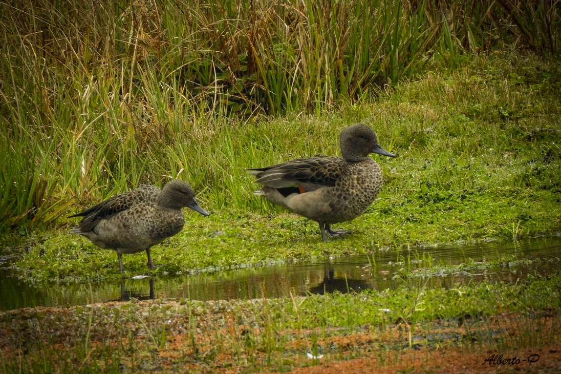 (Fotos) Estas son las aves que puede encontrar en el Páramo del ...