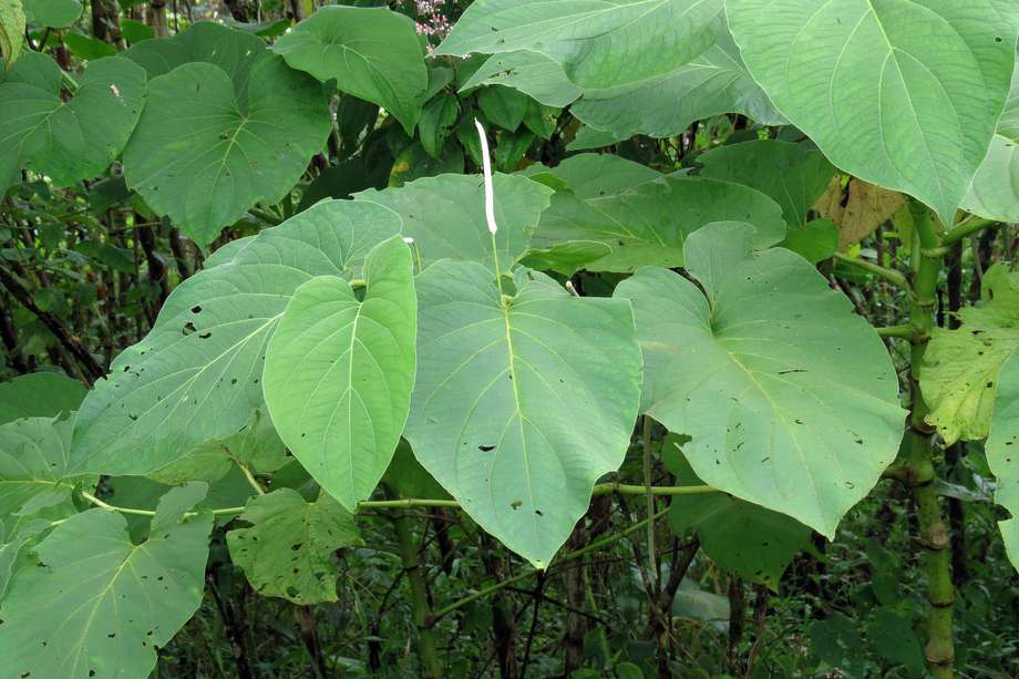 Hoja santa: características, cuidados y propiedades medicinales | EL ...