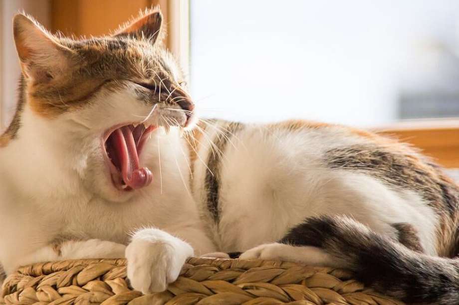 Tos en gatos: causas y remedios caseros para tratarla | Noticias hoy ...