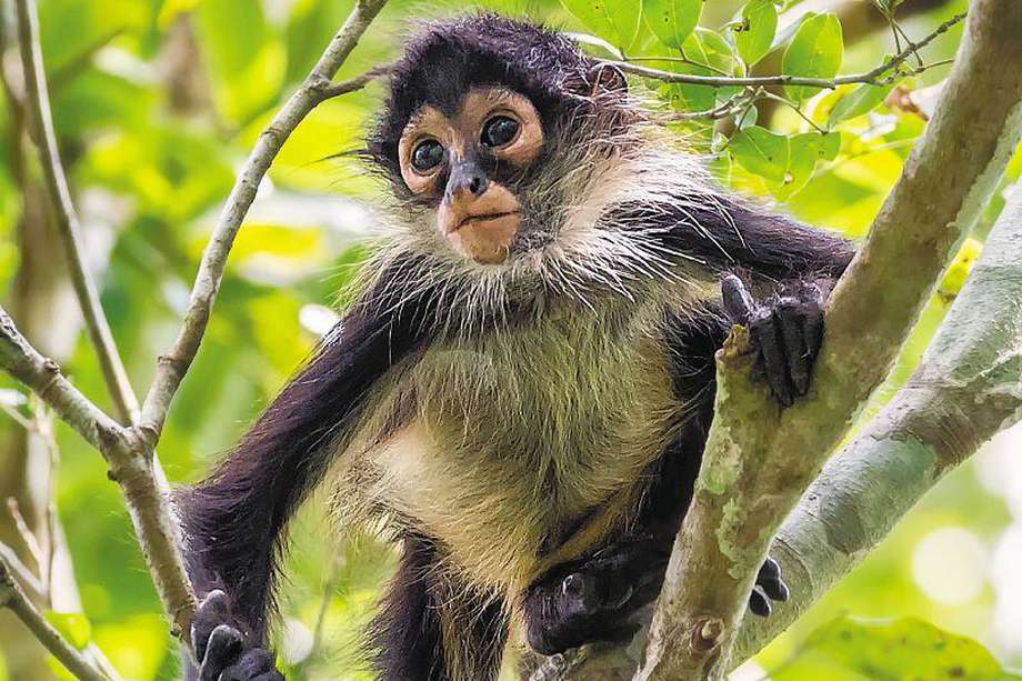 Los primates y otros mamíferos del bosque seco tropical del país que ...
